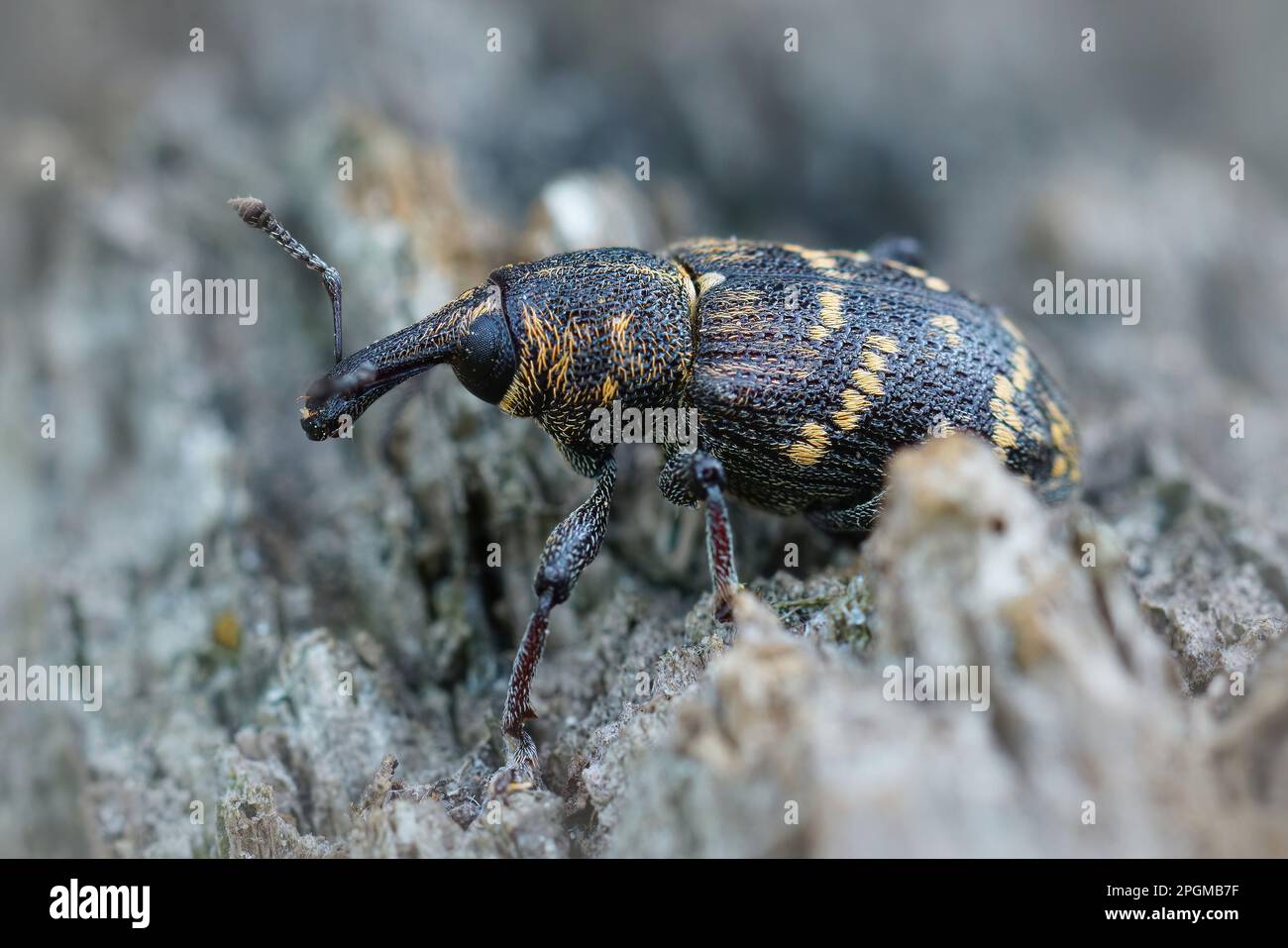Closeup of the colorful large pine weevil, Hylobius abietis, a major ...