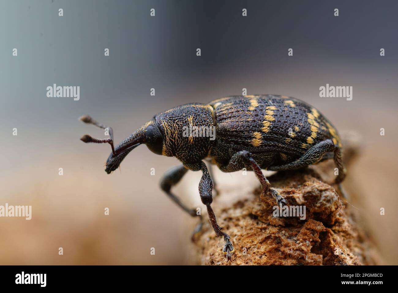 Closeup of the colorful large pine weevil, Hylobius abietis, a major ...