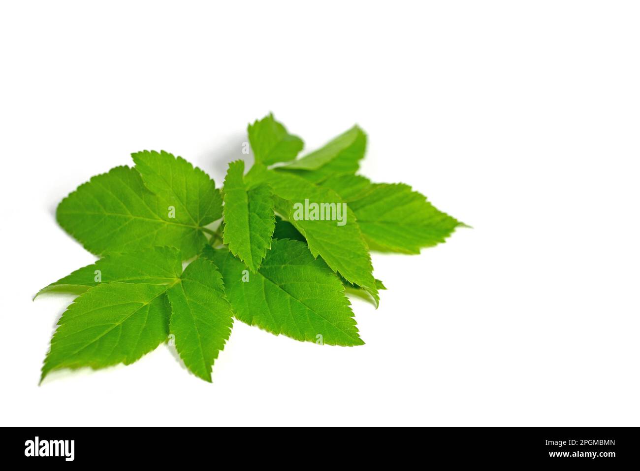 Ground elder, Aegopodium podagraria, isolated against white background ...
