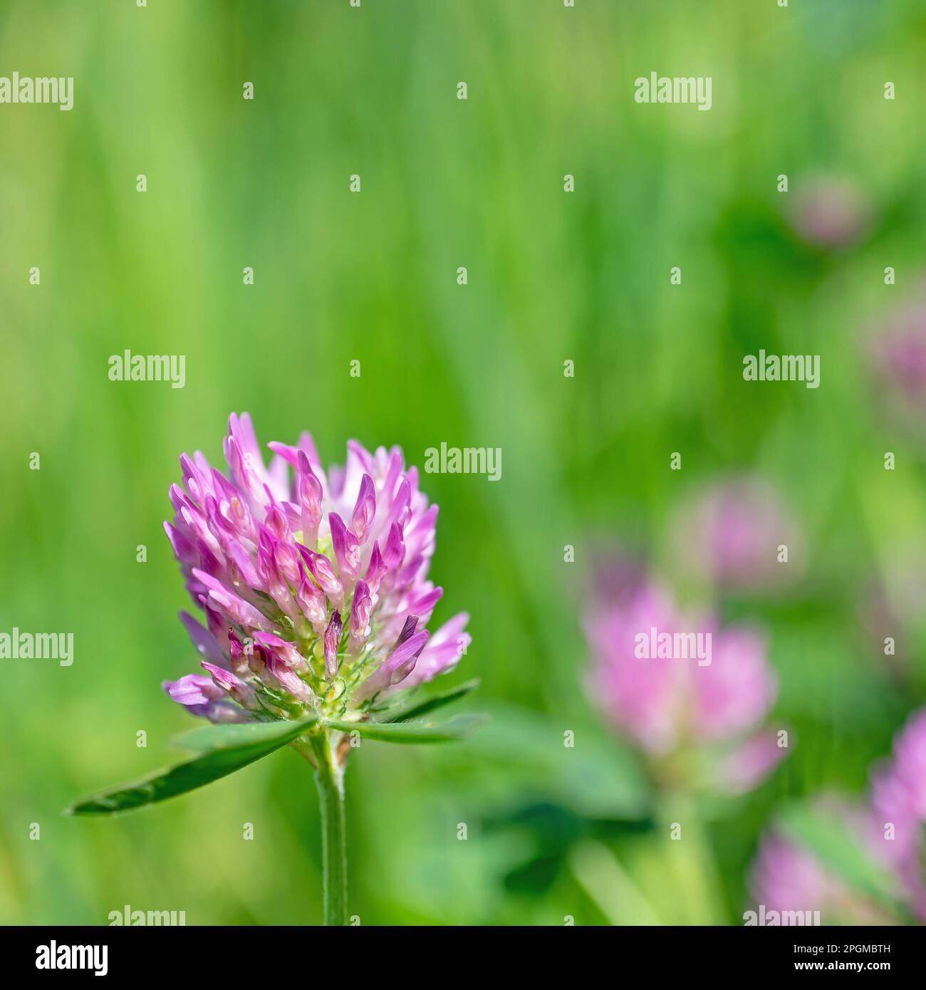 Klee trifolium hi-res stock photography and images - Alamy
