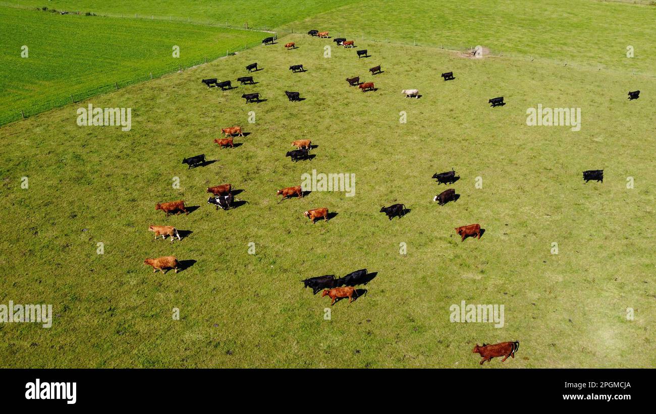 A cows in a meadow, top view. Juicy green grass on a pasture, a farmer ...
