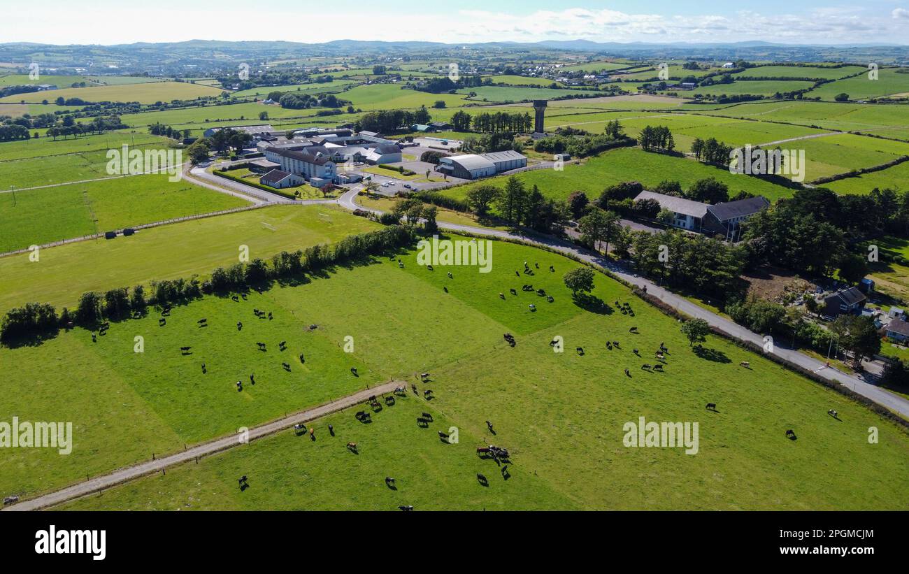 A herd of cows grazing on a green farmer's field on a clear summer day ...
