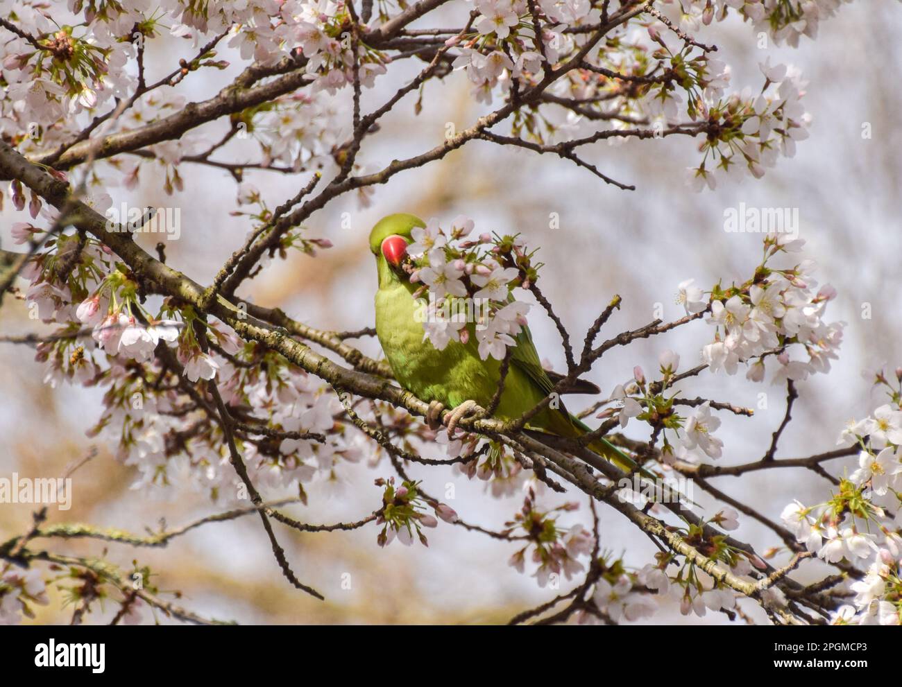 London, England, UK. 23rd Mar, 2023. A ring-necked parakeet, also known ...