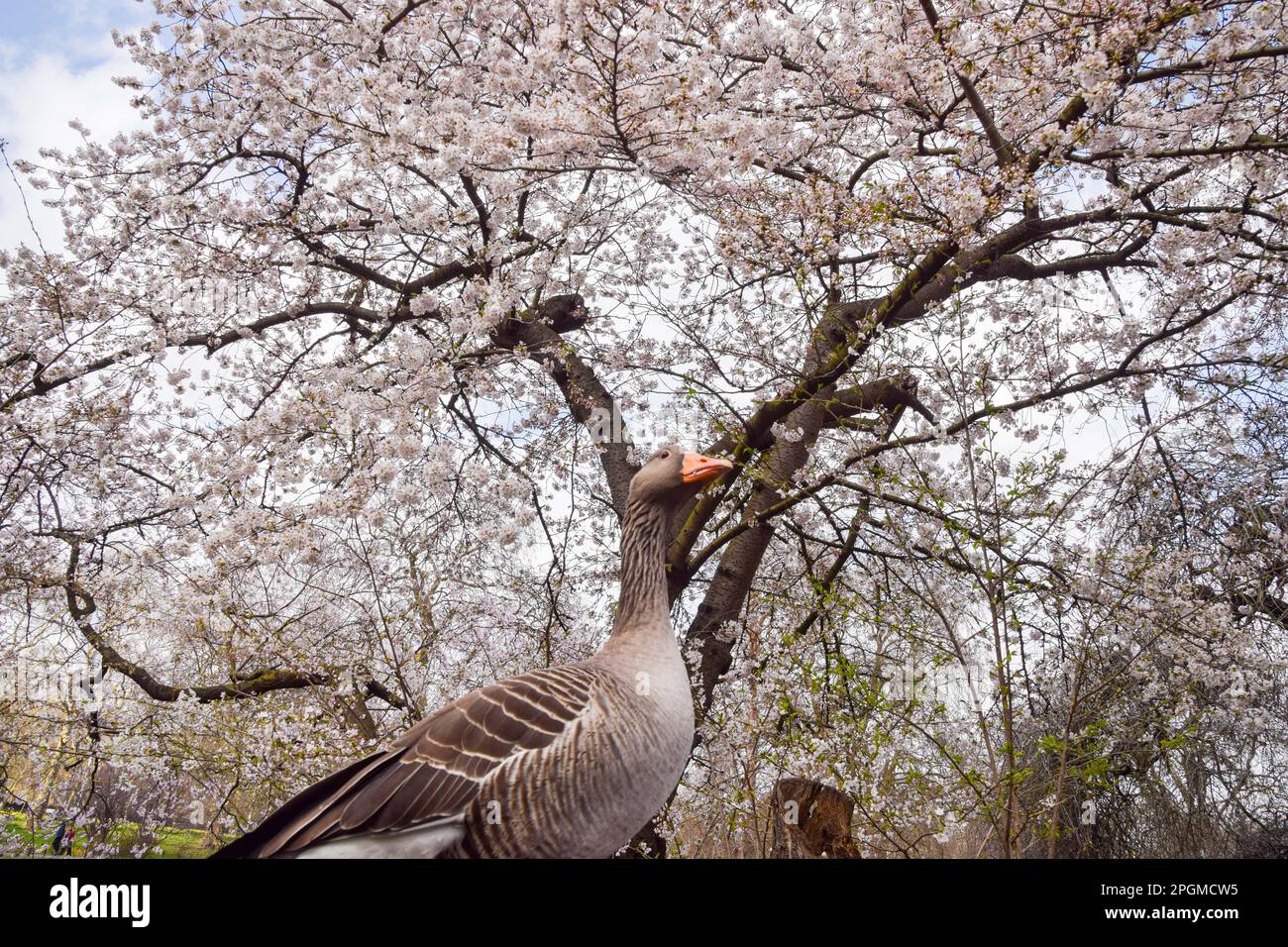 London, England, UK. 23rd Mar, 2023. A greylag goose stands beneath a ...