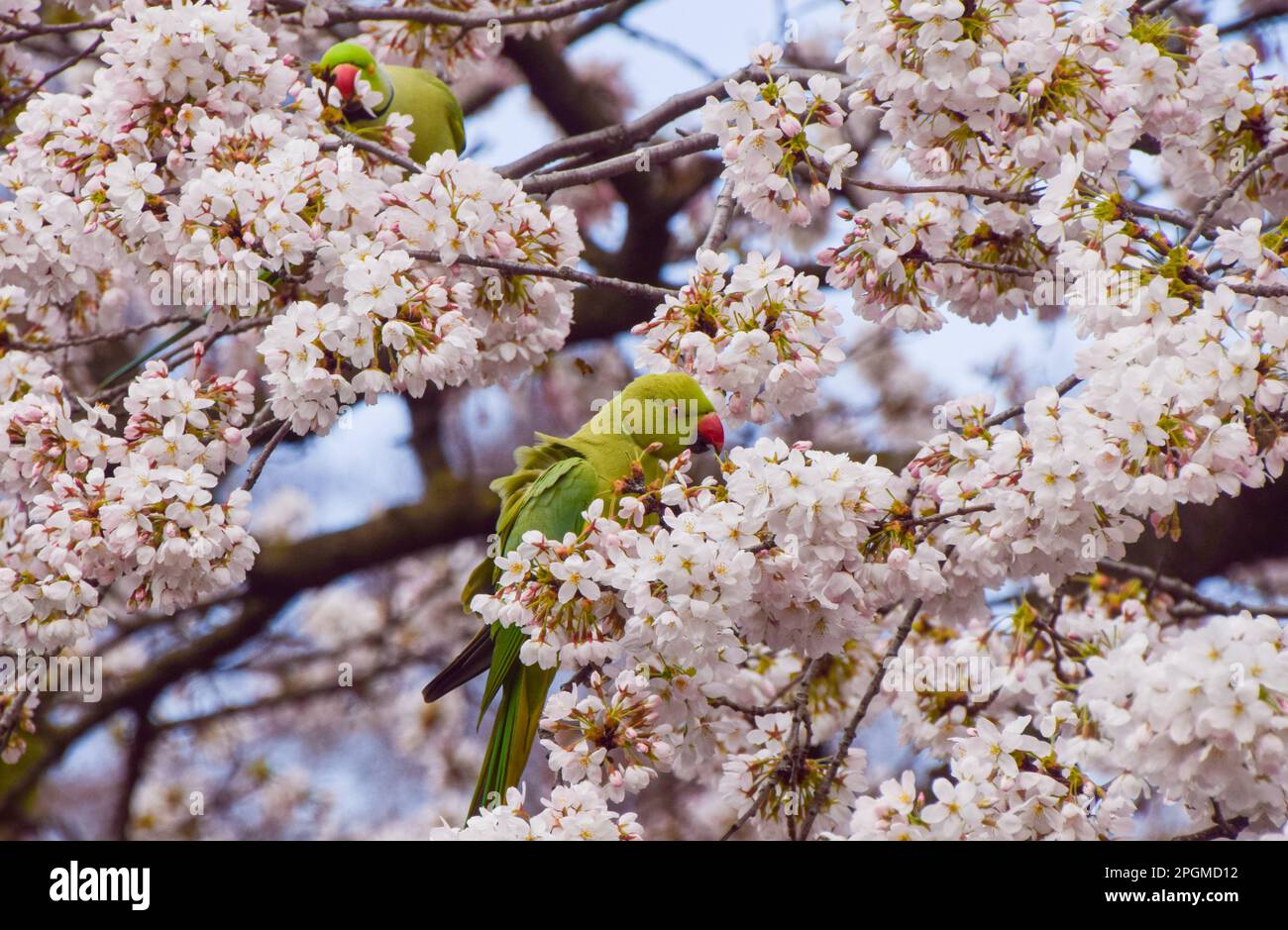 London, England, UK. 23rd Mar, 2023. Ring-necked parakeets, also known ...