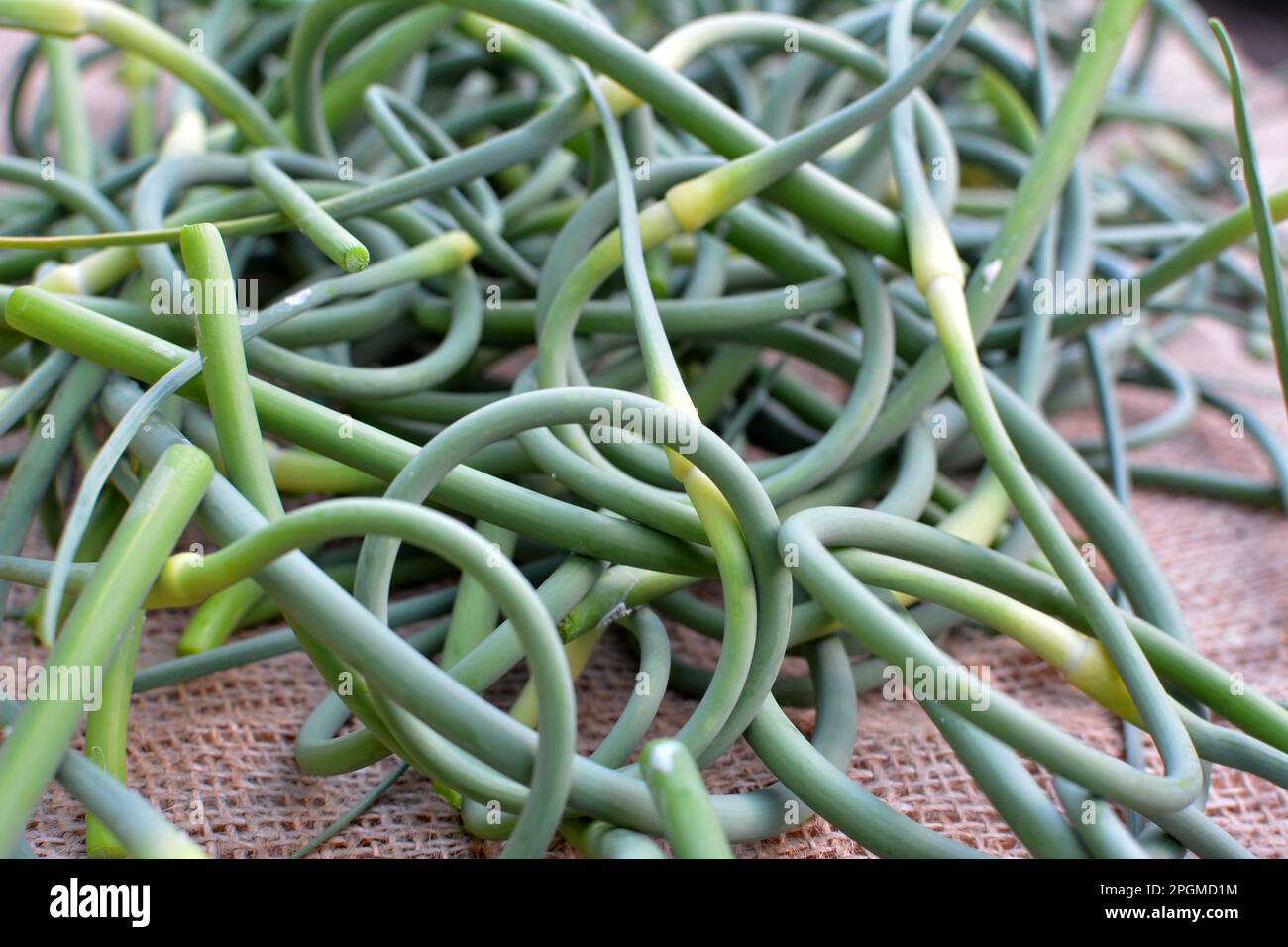 In the pile are young harvested garlic arrows Stock Photo - Alamy