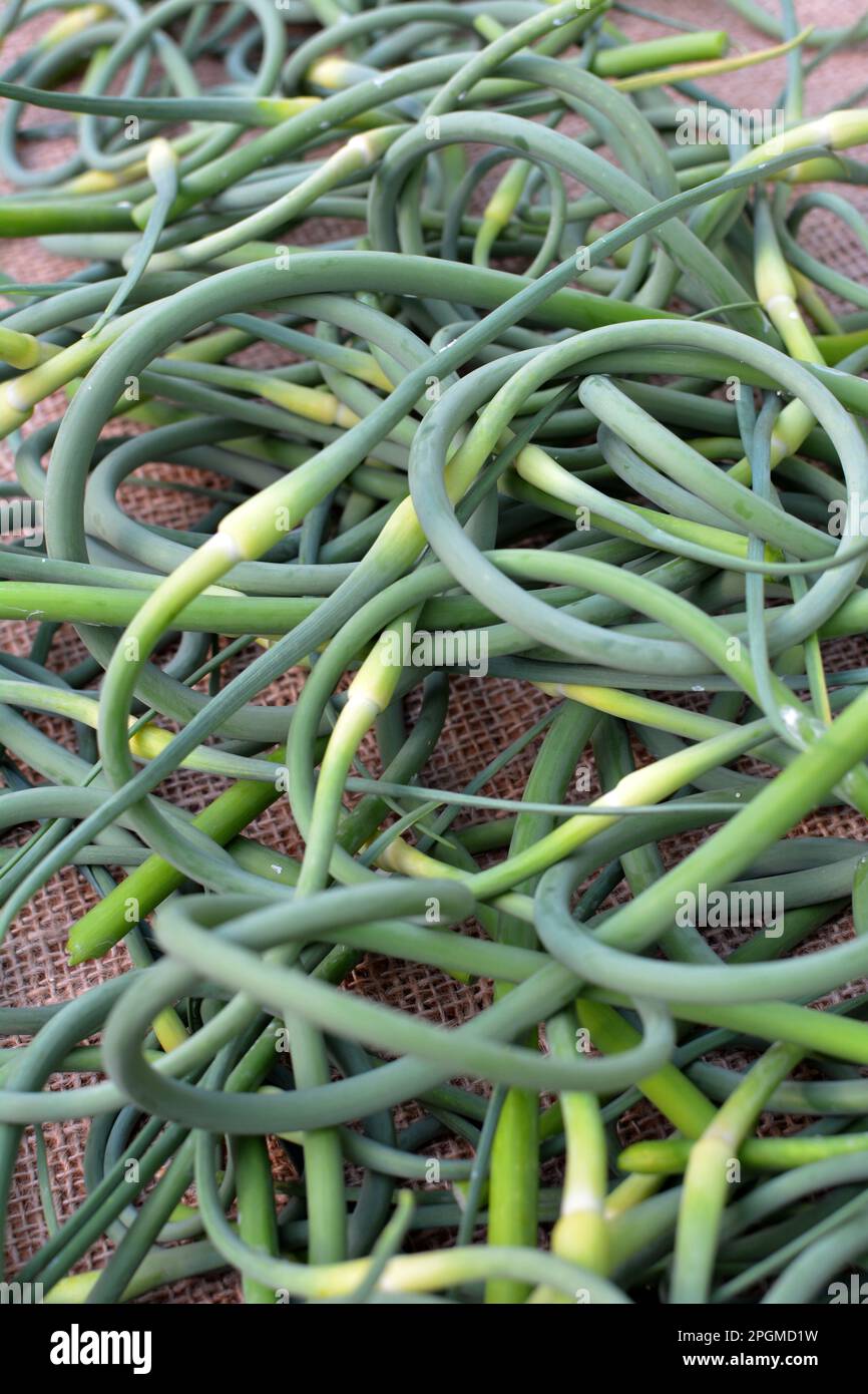 In the pile are young harvested garlic arrows Stock Photo - Alamy