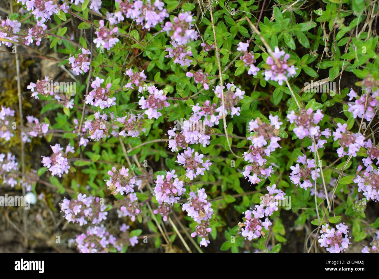Thyme (Thymus serpyllum) blooms in the wild in summer Stock Photo - Alamy