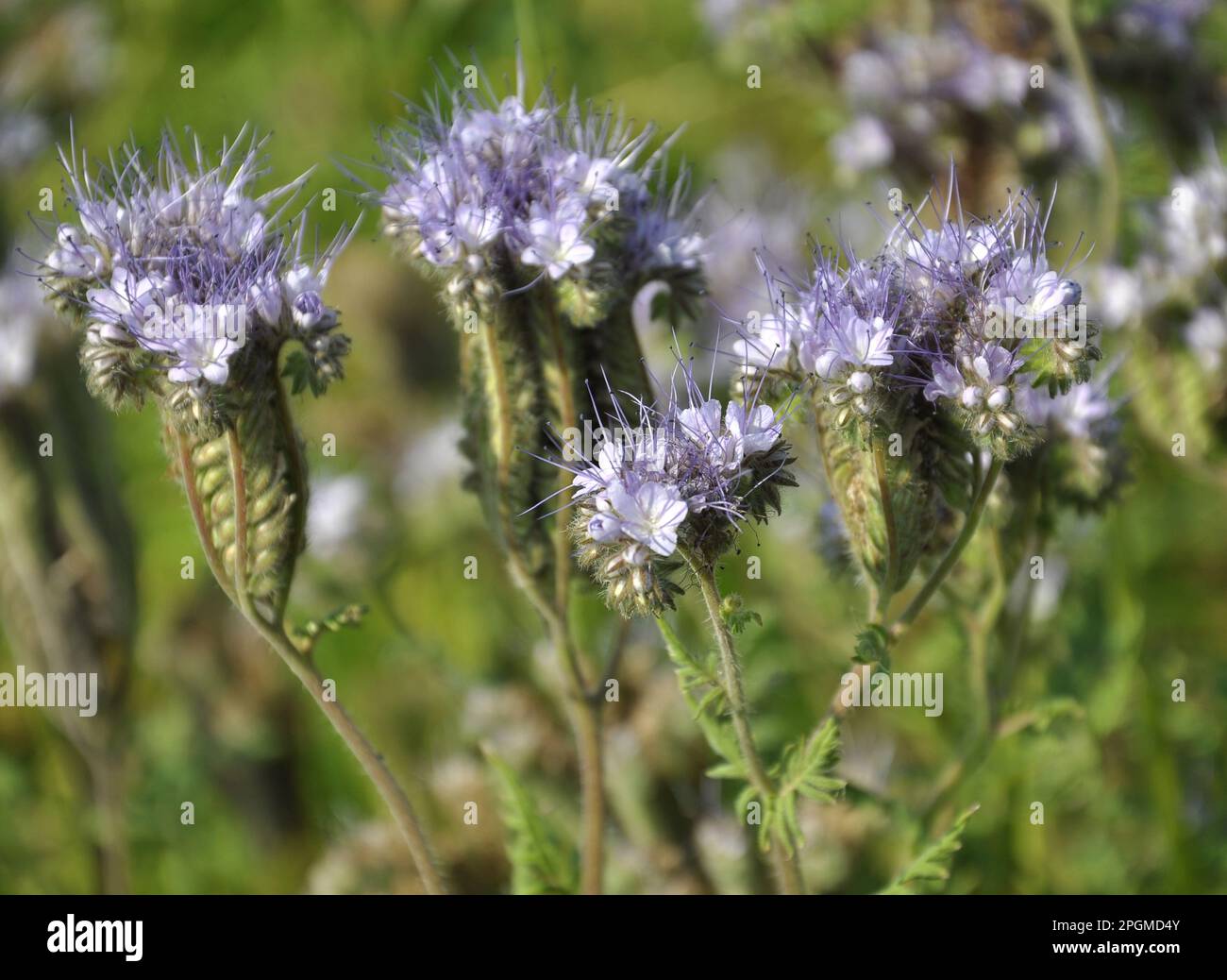 The field is blooming phacelia - a special honey plant for bees Stock ...