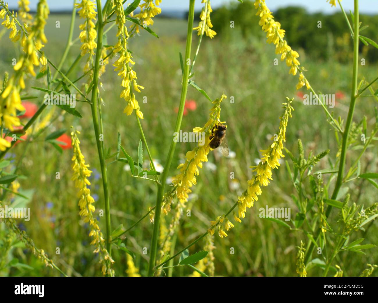 Melilot yellow (Melilotus officinalis) blooms in the wild in summer ...