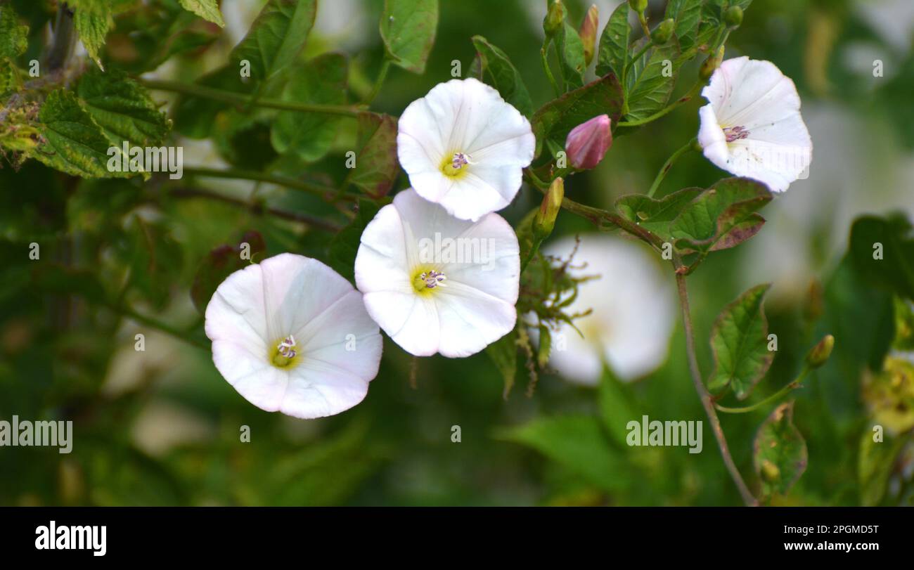 Convolvulus convolvulaceae hi-res stock photography and images - Alamy