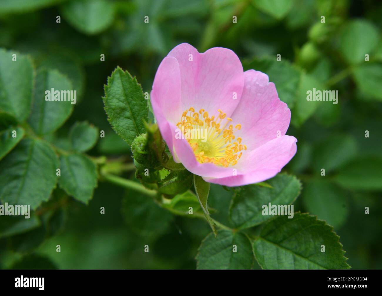 Wild rose bush hi-res stock photography and images - Alamy