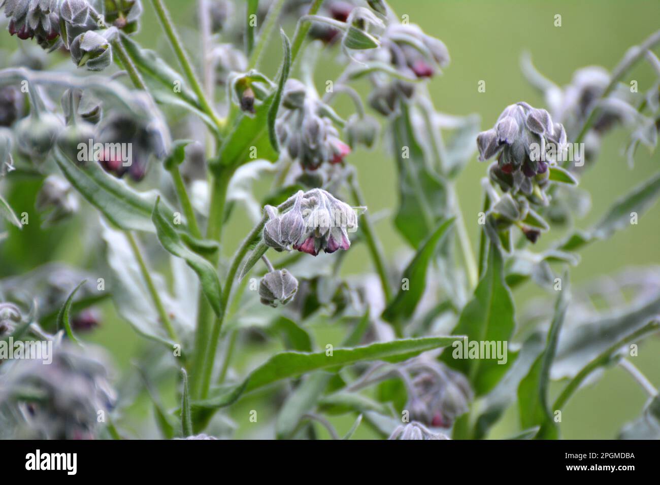 In the wild, Cynoglossum officinale blooms among grasses Stock Photo ...