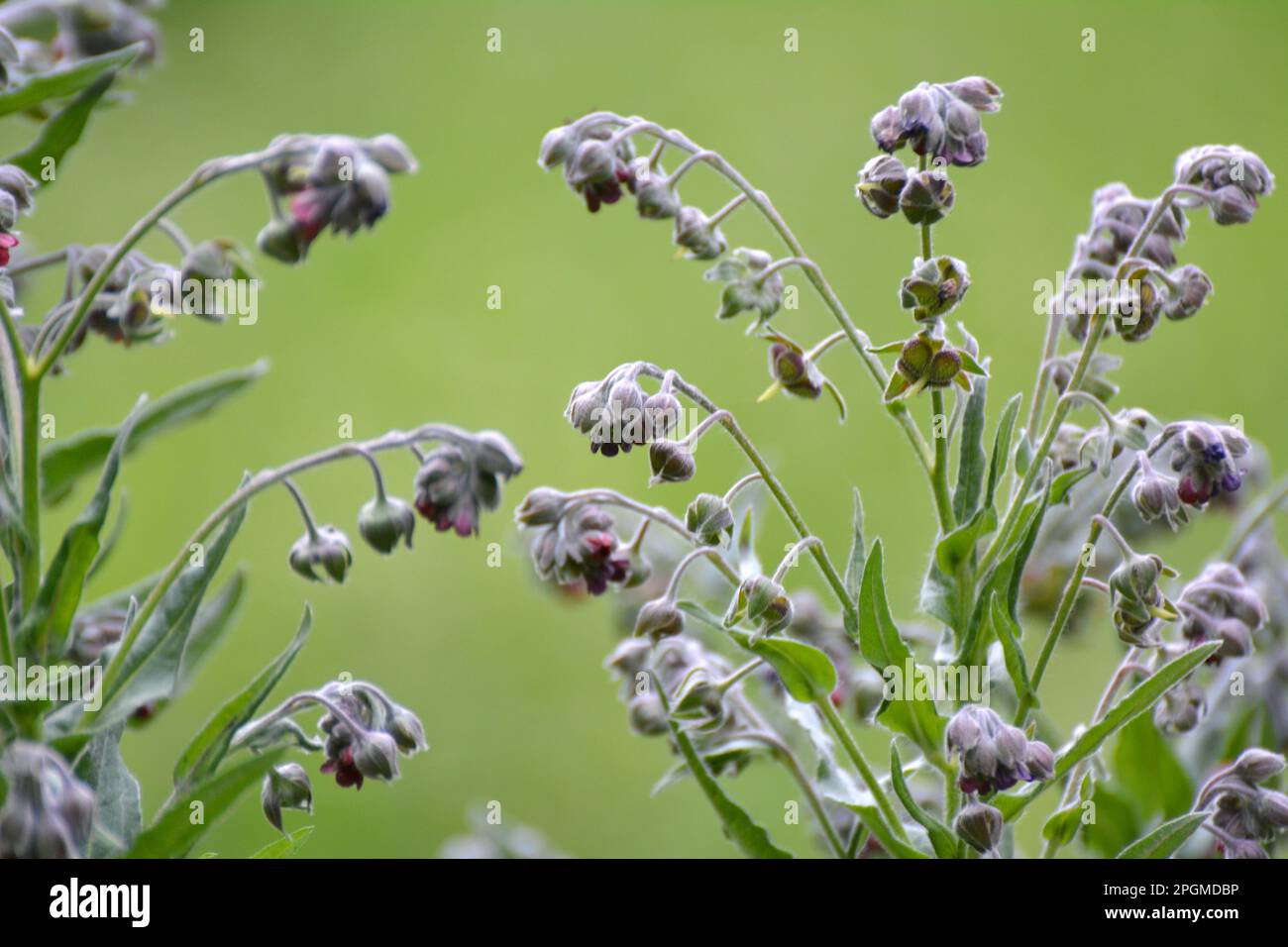 In the wild, Cynoglossum officinale blooms among grasses Stock Photo ...