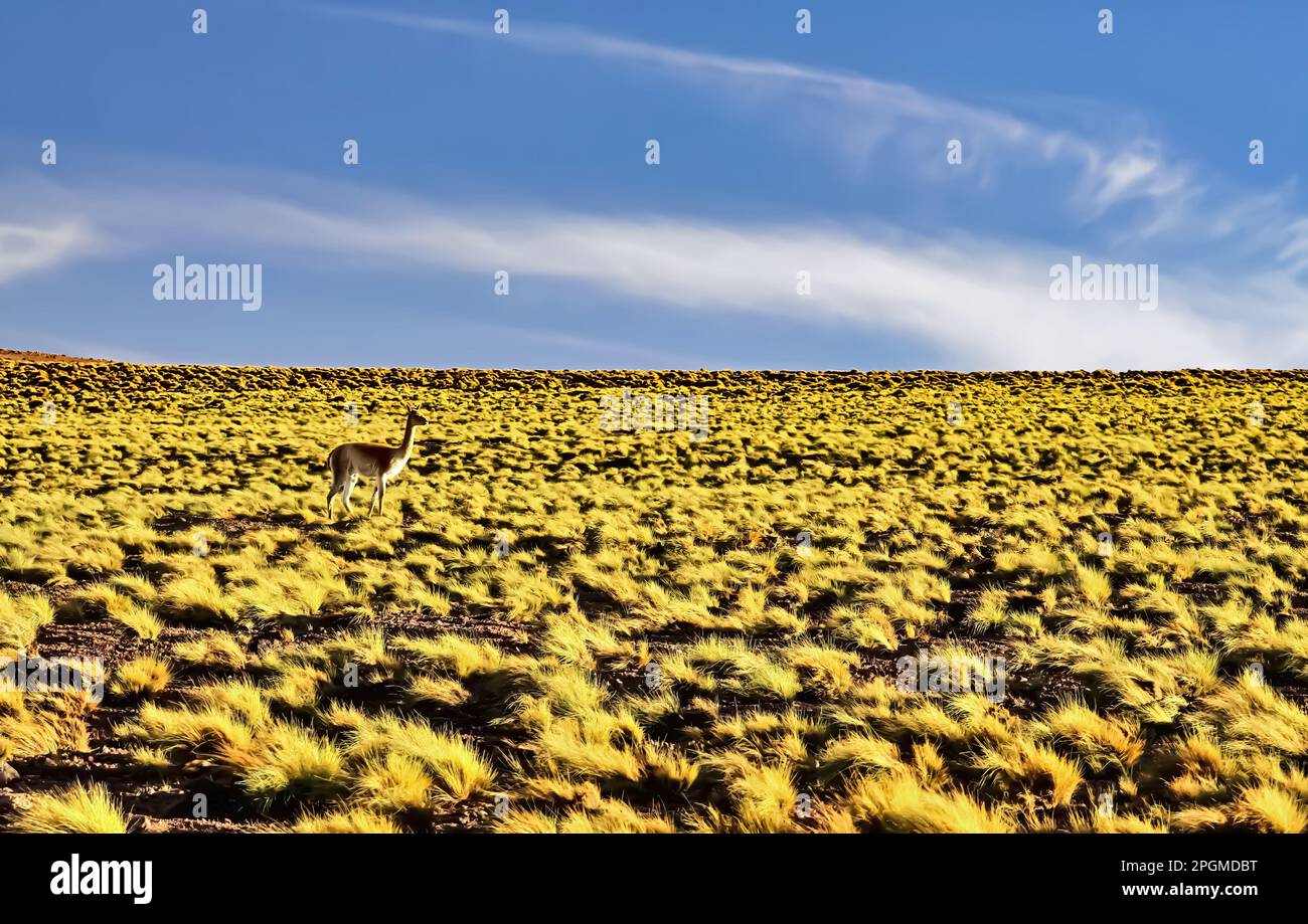 Endless plain with yellow grass tufts in dry desert landscape, a single ...