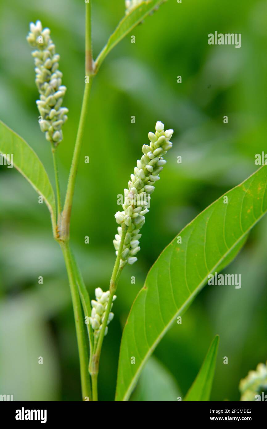 Weed Persicaria lapathifolia grows in a field among agricultural crops ...