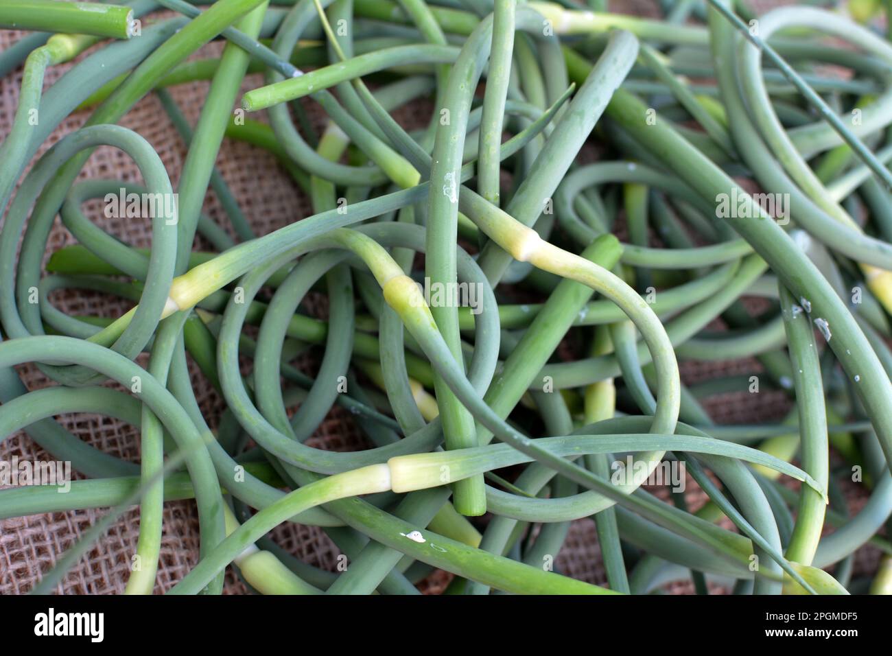 In the pile are young harvested garlic arrows Stock Photo - Alamy