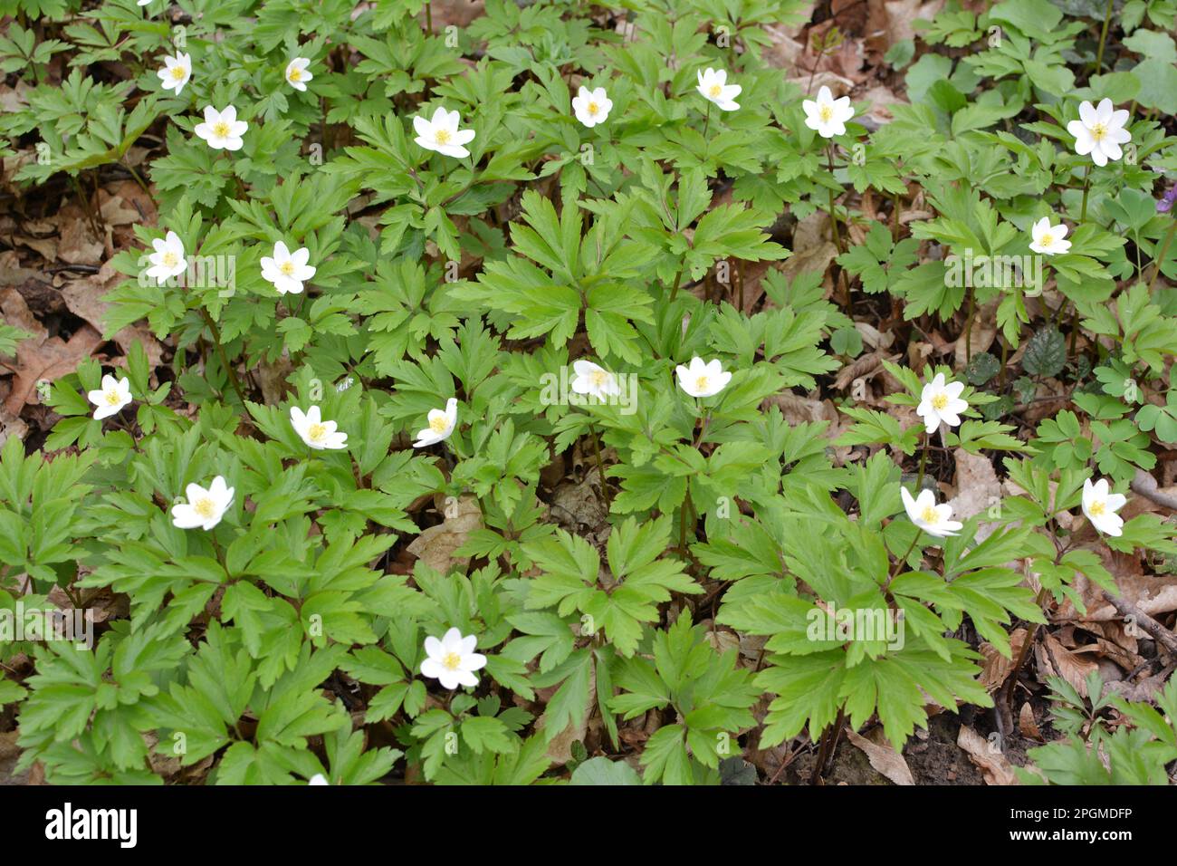 In the wildlife of the forest bloom early spring perennial plant ...