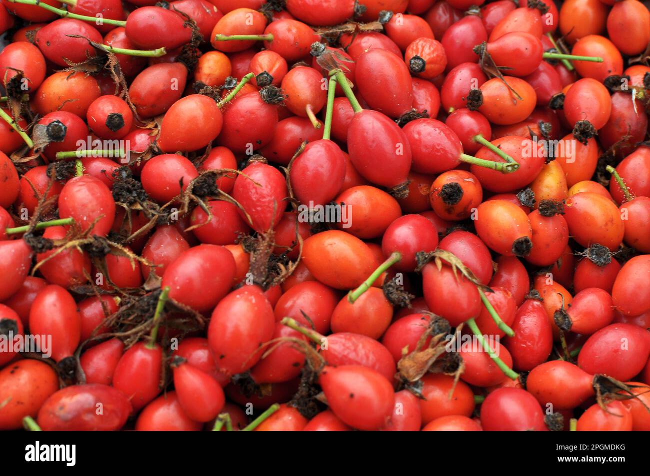 Harvested ripe fruits rose hips, intended for further processing Stock ...