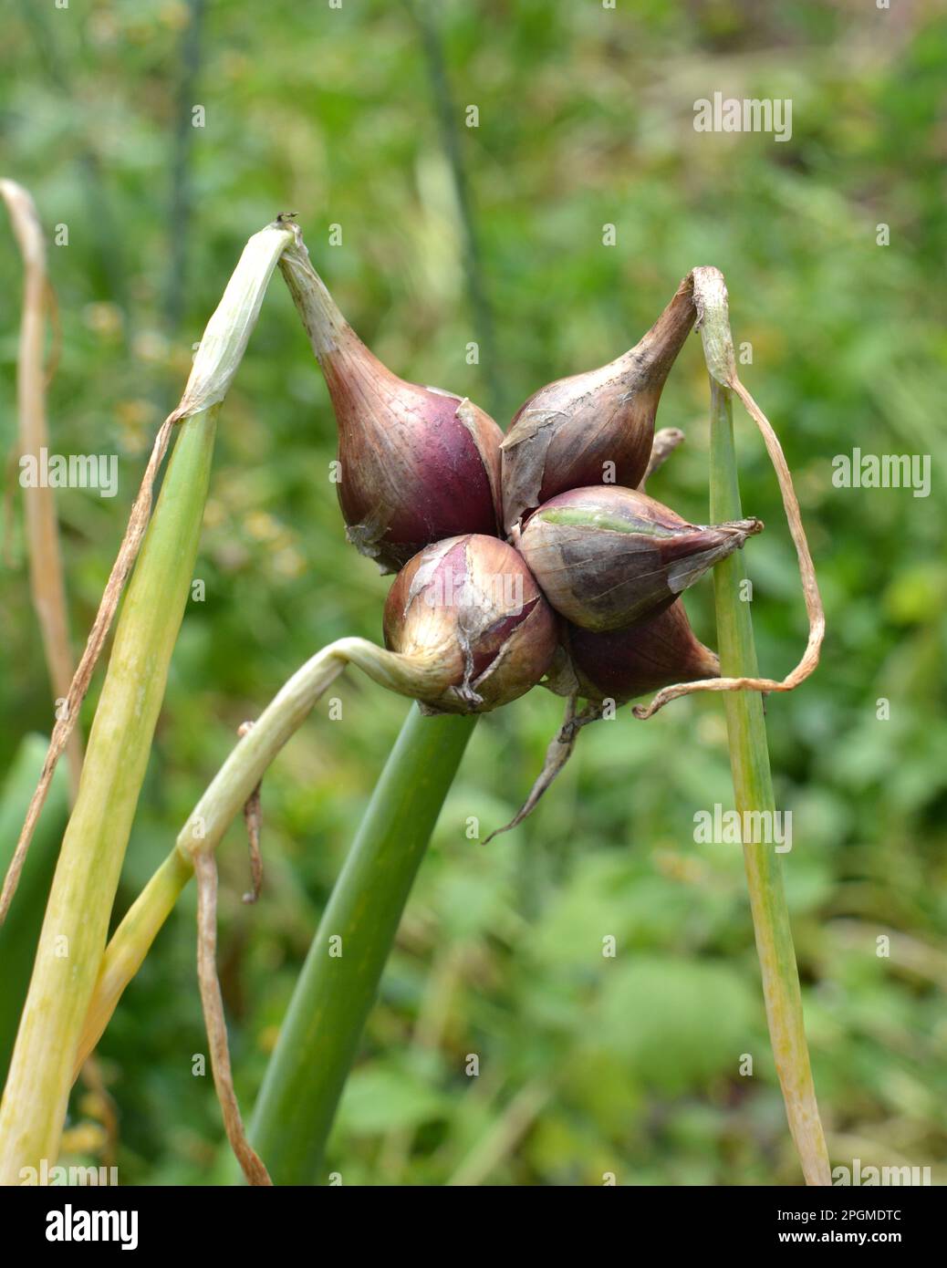 In the garden grows multi-tiered onion with air bulbs Stock Photo - Alamy