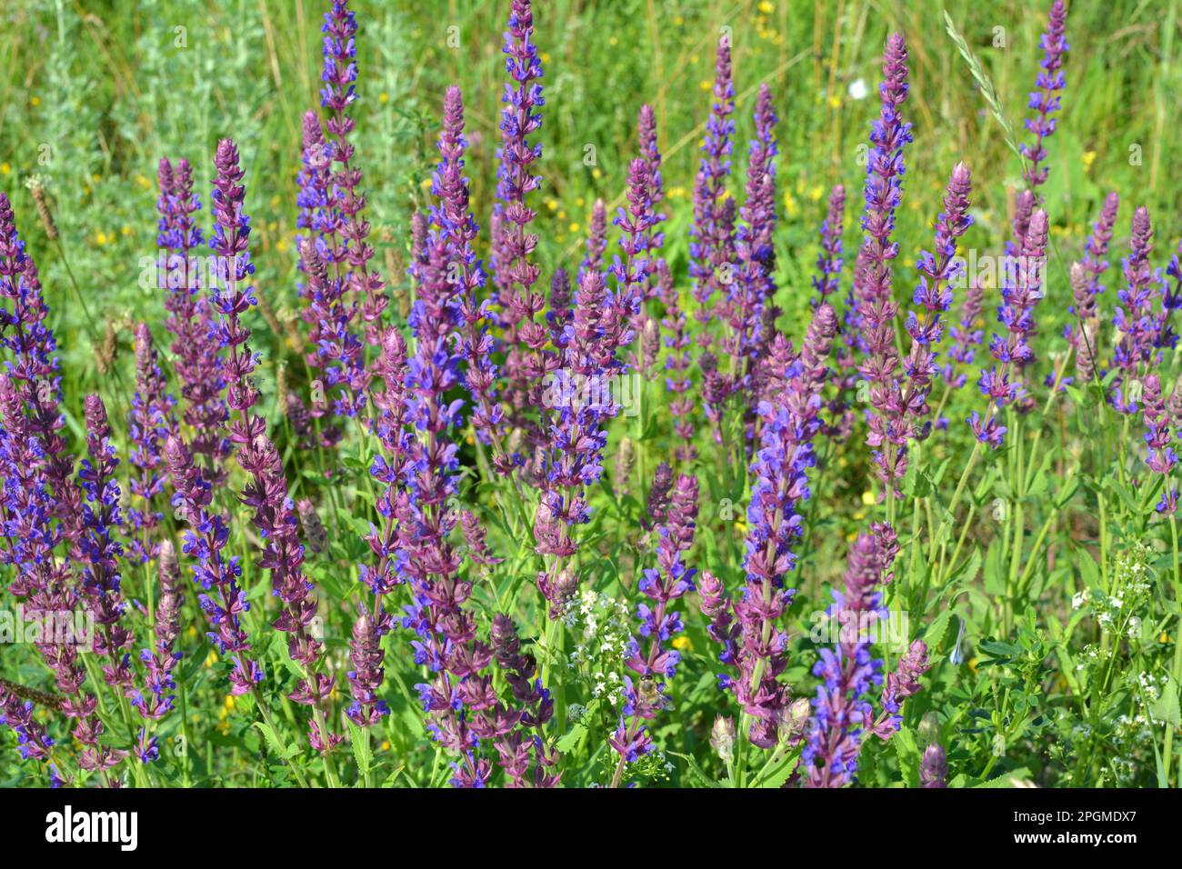 Summer sage (Salvia pratensis) blooms among wild herbs Stock Photo - Alamy