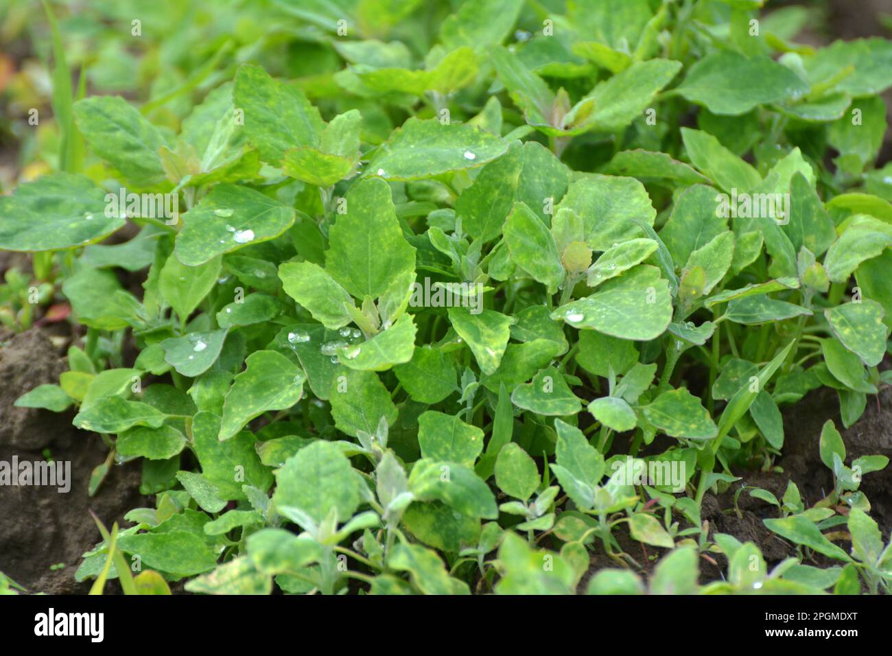 In nature, the field grows a fat hen (Chenopodium album Stock Photo - Alamy