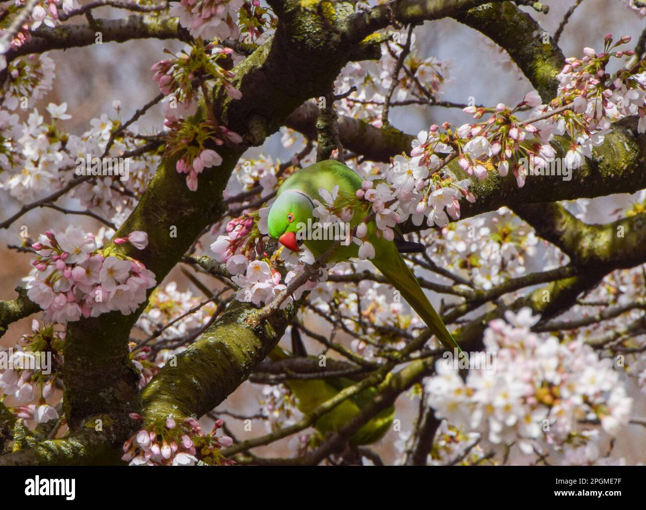 London, England, UK. 23rd Mar, 2023. A ring-necked parakeet, also known ...