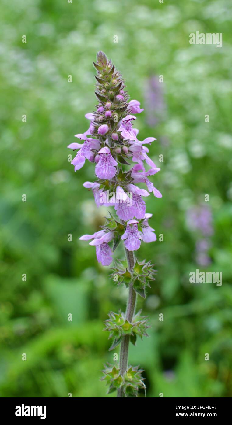 Stachys palustris grows among grasses in the wild Stock Photo - Alamy