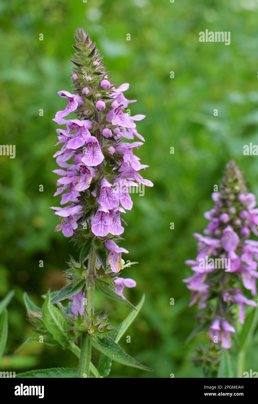 Stachys palustris grows among grasses in the wild Stock Photo - Alamy
