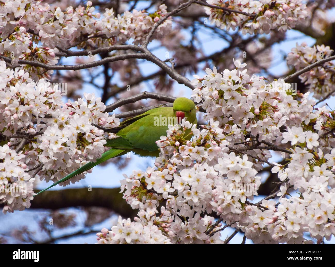 London, England, UK. 23rd Mar, 2023. A ring-necked parakeet, also known ...