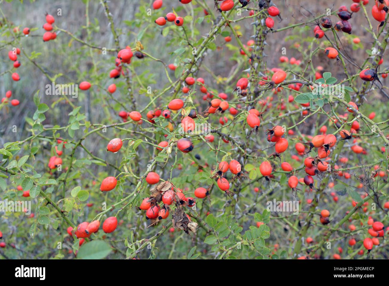 Red berries ripen on the branch of a dog rose bush Stock Photo - Alamy