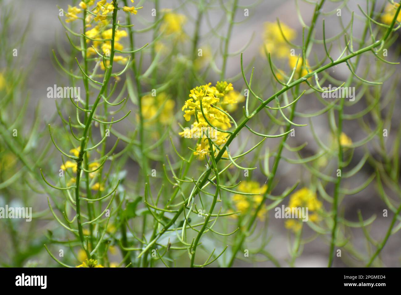 Wild turnip (Barbarea vulgaris) blooms in nature among grasses Stock ...