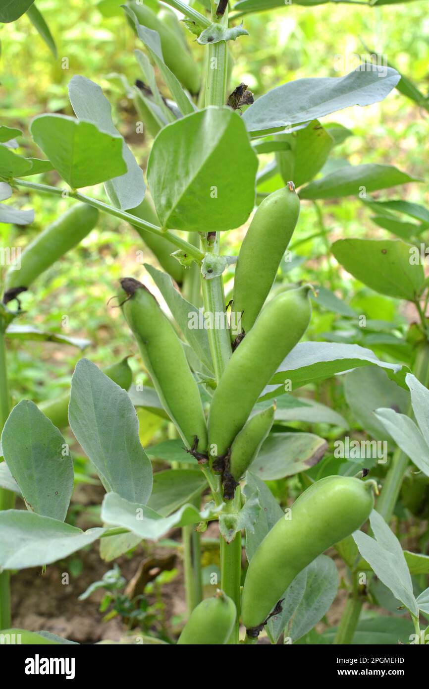 On the stem of the bean (Vicia faba) ripen green pods Stock Photo - Alamy
