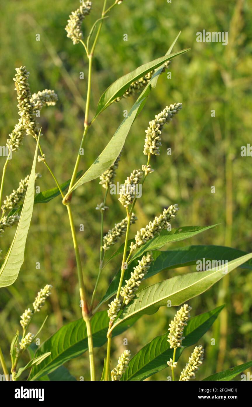 Weed Persicaria lapathifolia grows in a field among agricultural crops ...