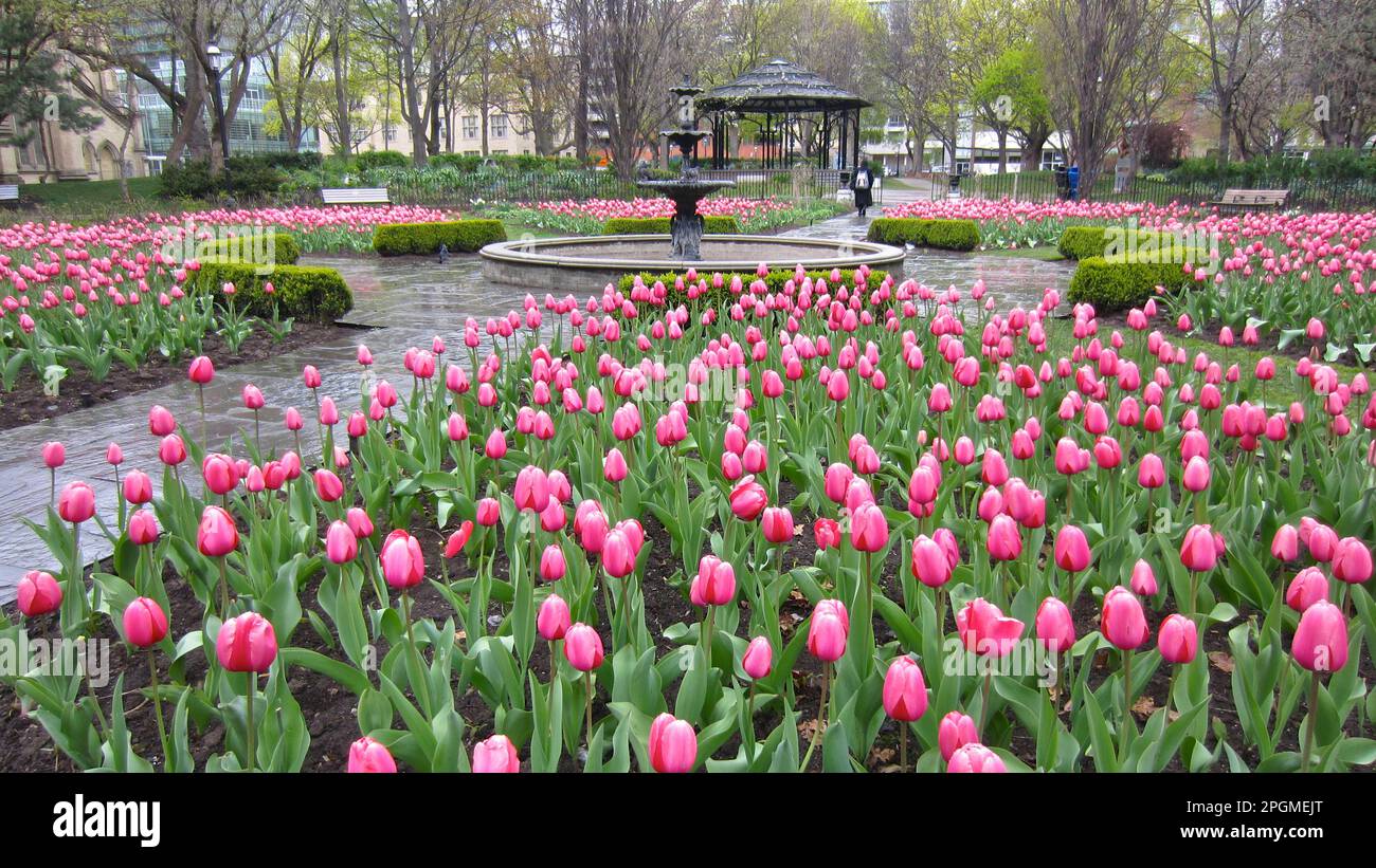 Red tulip in the public park in downtown Toronto Stock Photo - Alamy