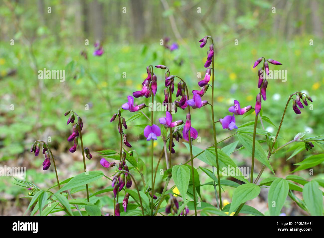 Spring in the wild in the forest blooms Lathyrus vernus Stock Photo - Alamy