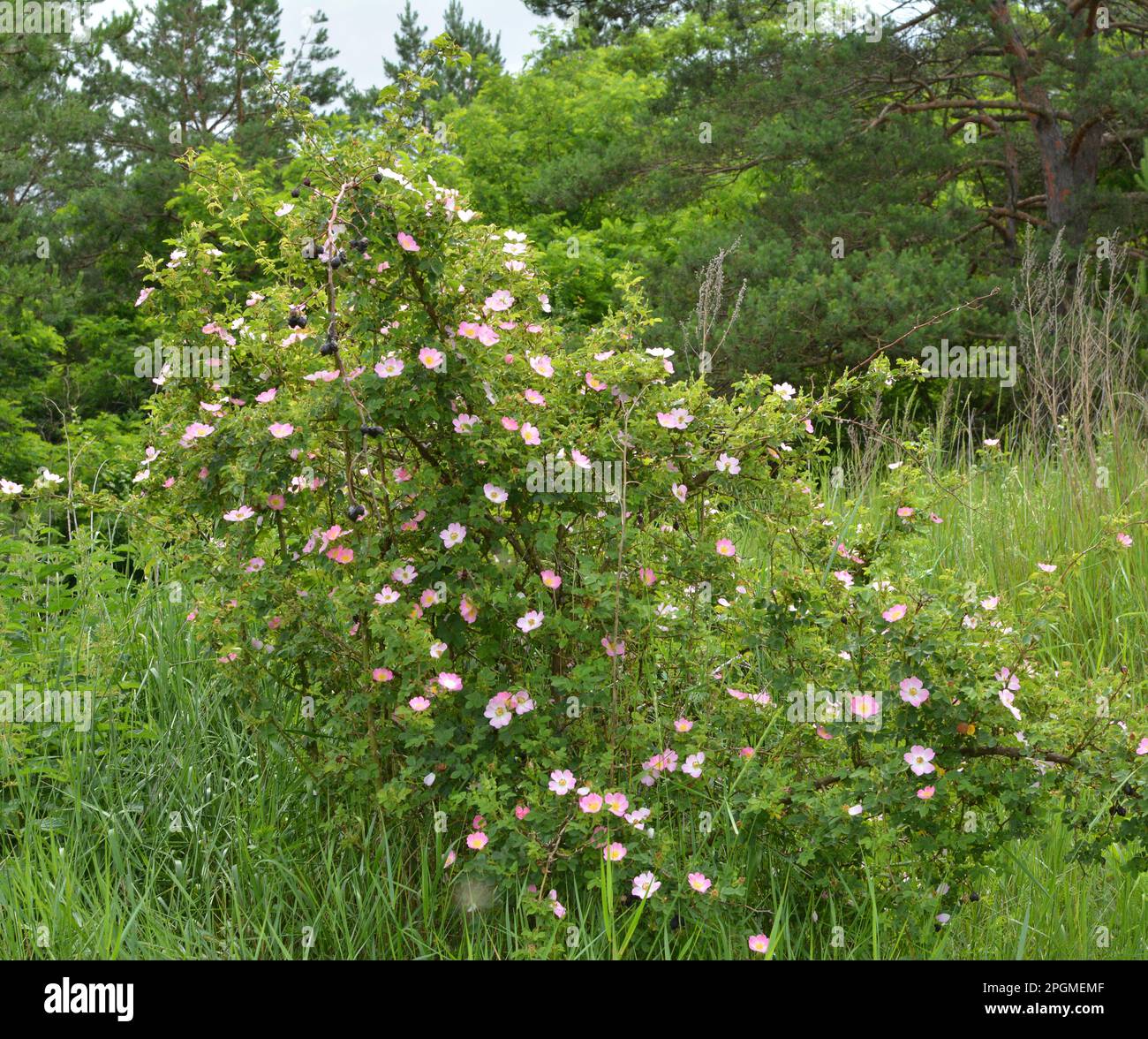 Wild rose bush hi-res stock photography and images - Alamy