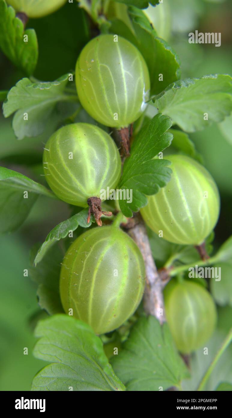 Green gooseberries bush leaf hi-res stock photography and images - Alamy