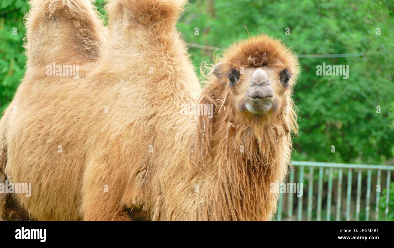 Camel in zoo close hi-res stock photography and images - Alamy