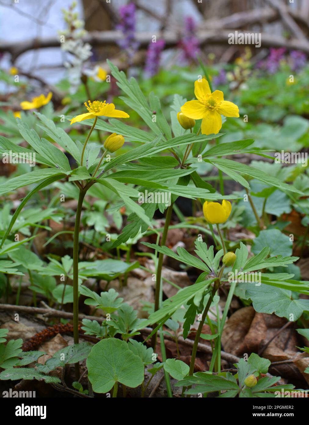 In the spring in the wild forest blooms anemone yellow (Anemone ...