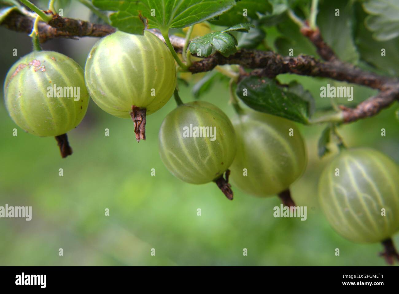 Green gooseberries bush leaf hi-res stock photography and images - Alamy