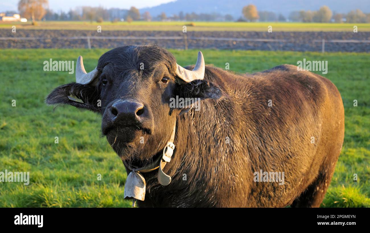 Buffalo horn hi-res stock photography and images - Alamy