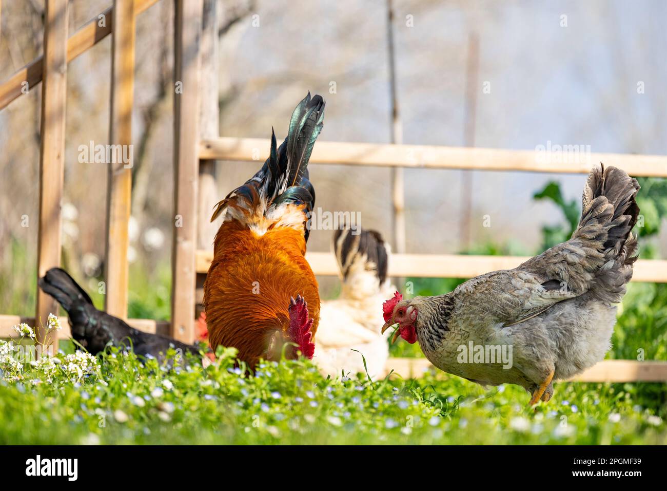 Empordanesa breed (gallina de raça empordanesa) hen and rooster roaming ...