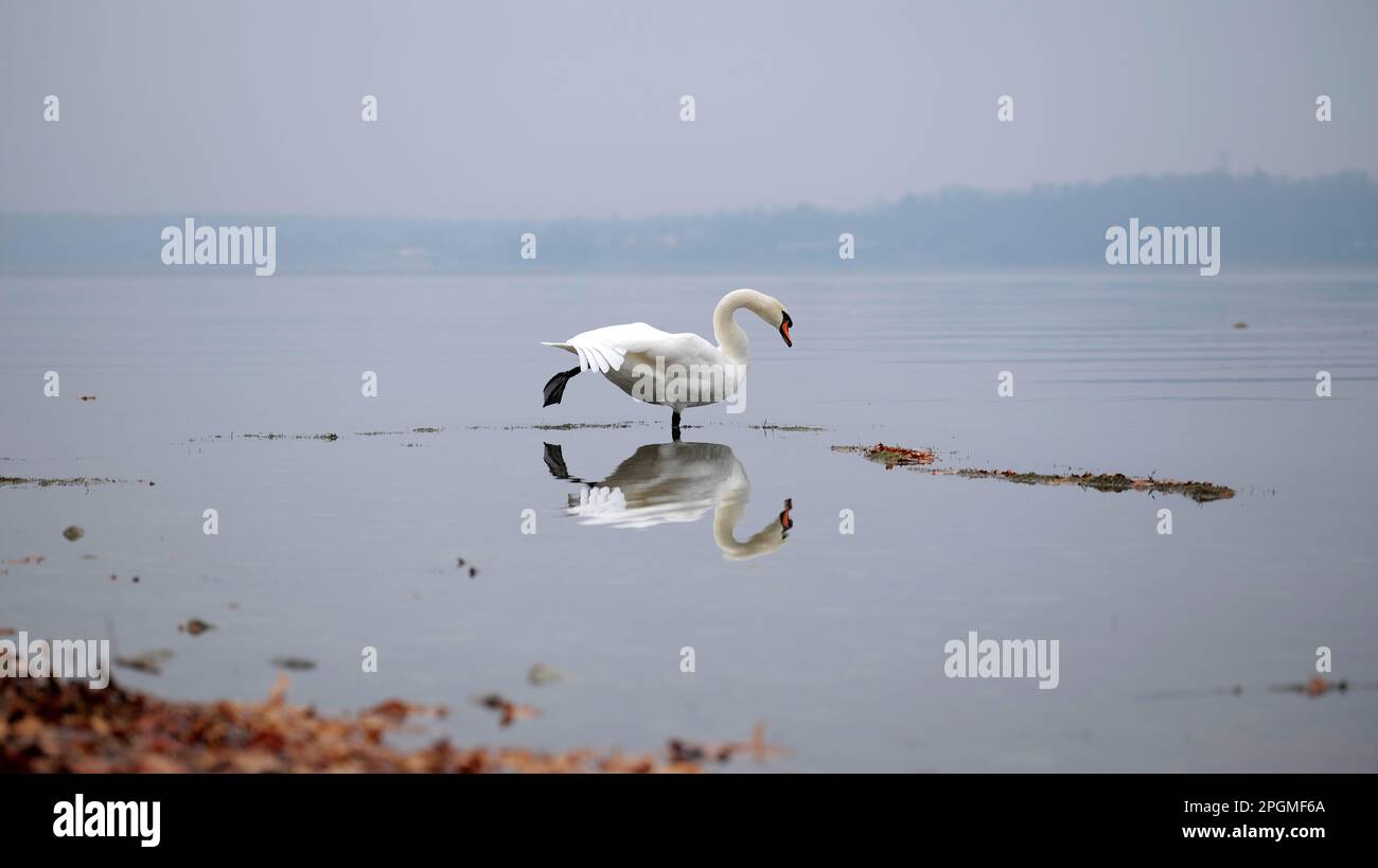Swan standing with one foot on the lake shore looking at its reflection ...