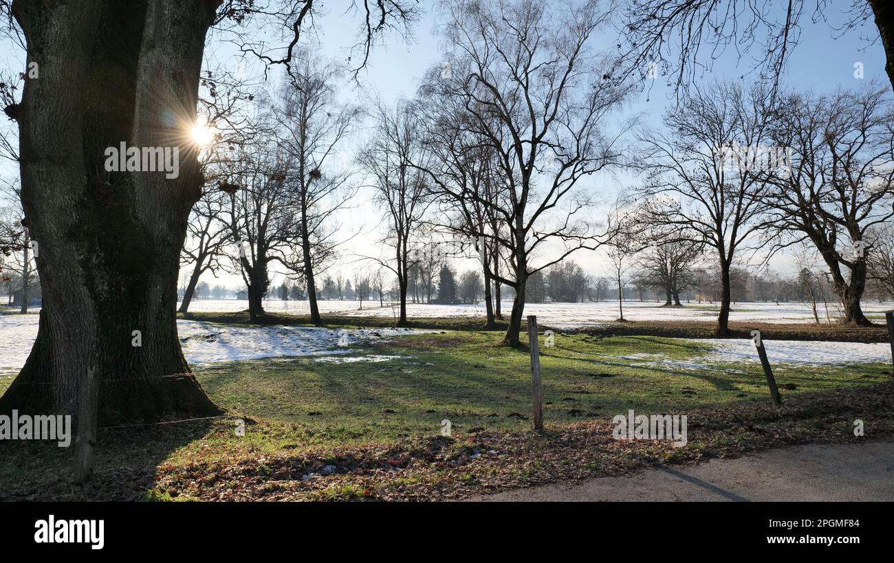 Winter landscape with many trees without leaves with sun rays next to a ...