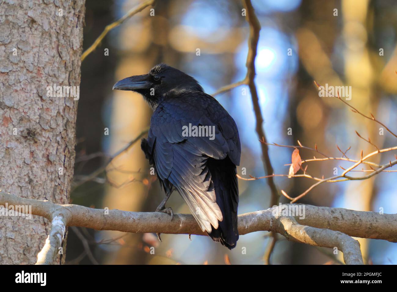 Black crow sitting on branch hi-res stock photography and images - Alamy