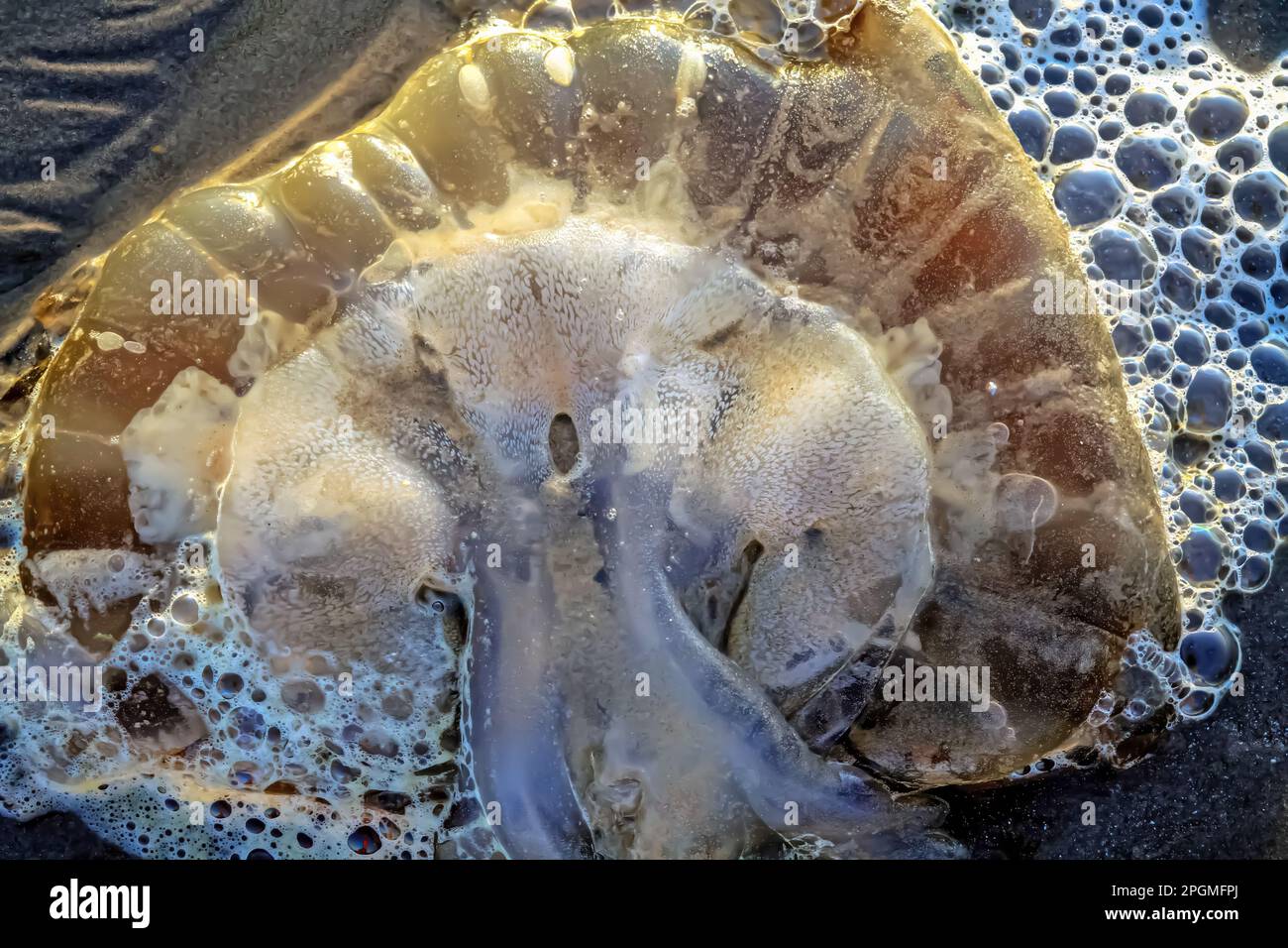 Closeup one isolated stranded compass jellyfish (Chrysaora hysoscella ...