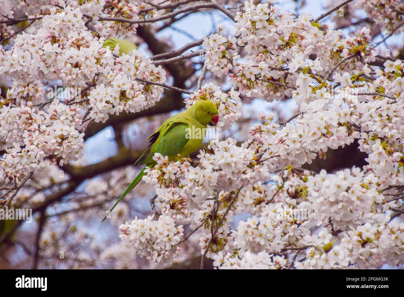 A ring-necked parakeet, also known as a rose-ringed parakeet, munches ...