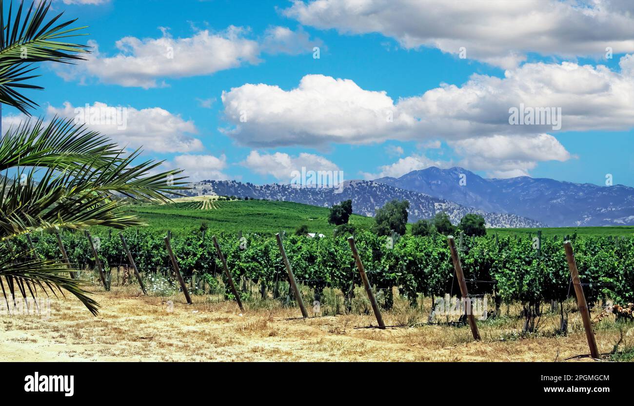Beautiful sunny valley with chilean vineyard green vines surrounded by ...