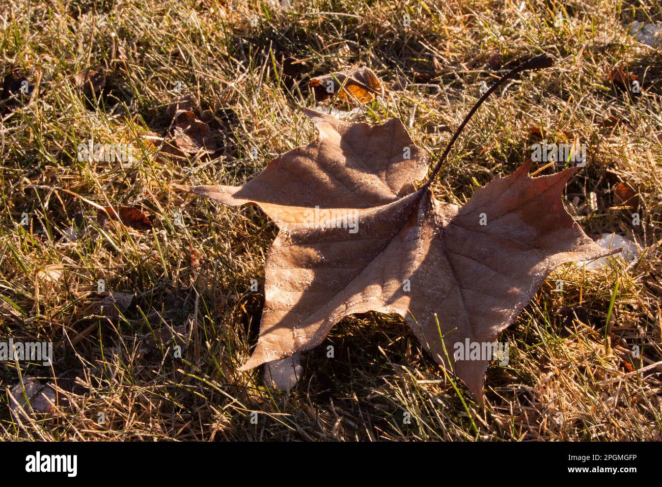 Frosted sun lit leaf hi-res stock photography and images - Alamy